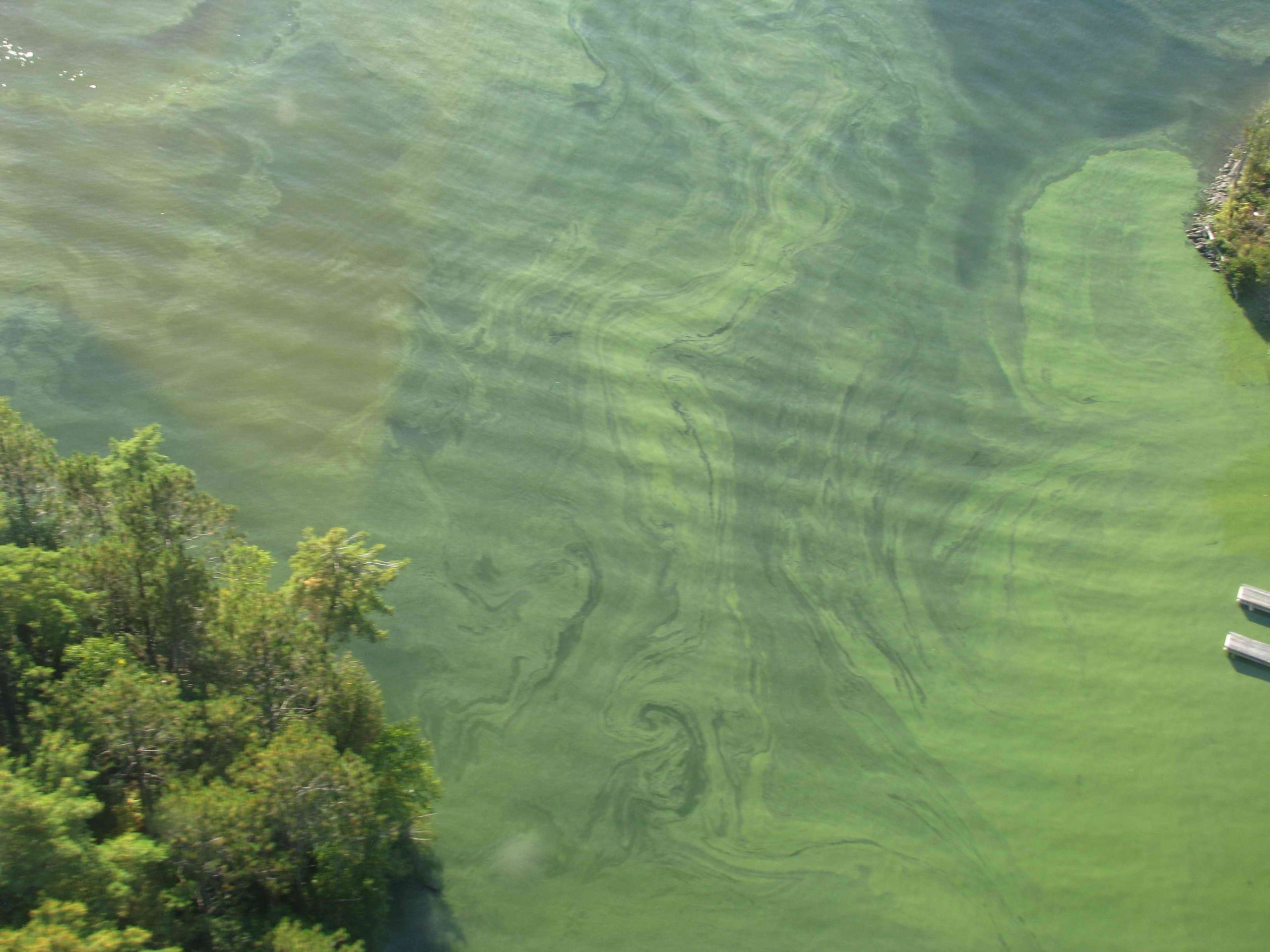 Green Algae