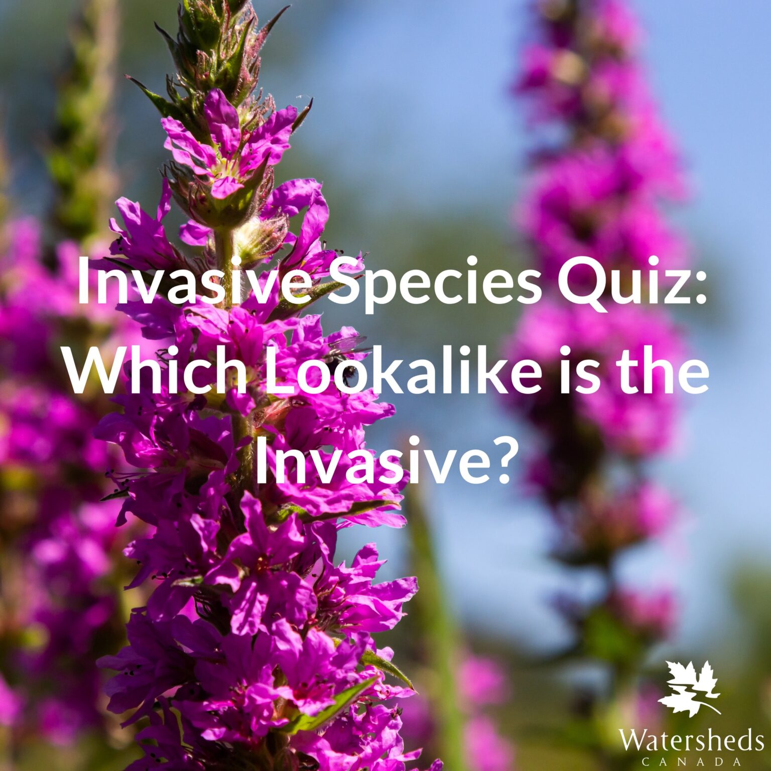 Invasive Species Awareness Week 2025 recap - Watersheds Canada – Work ...